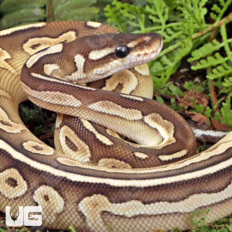 Ball Pythons For Sale - Underground Reptiles