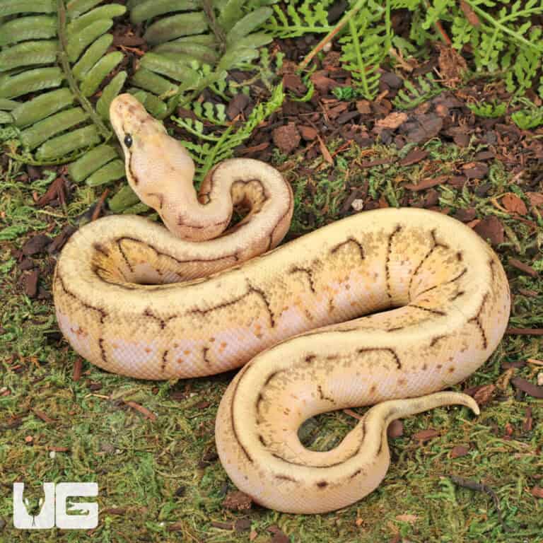 Ball Pythons For Sale - Underground Reptiles