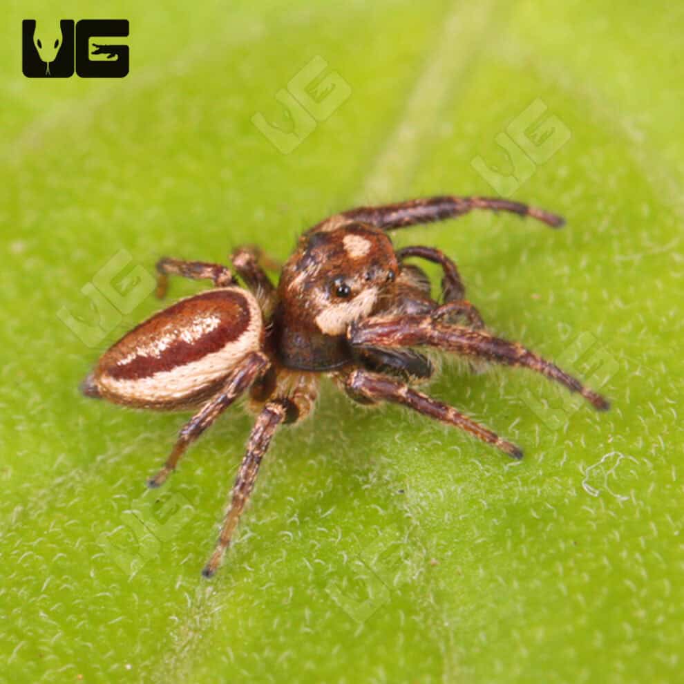 Bronze Jumping Spider For Sale - Underground Reptiles
