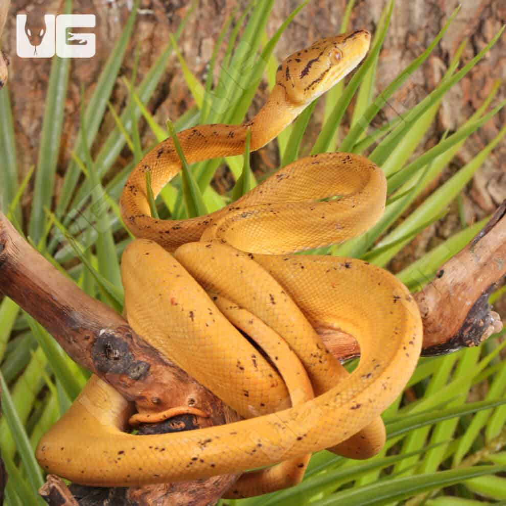 Colored Amazon Tree Boas For Sale - Underground Reptiles
