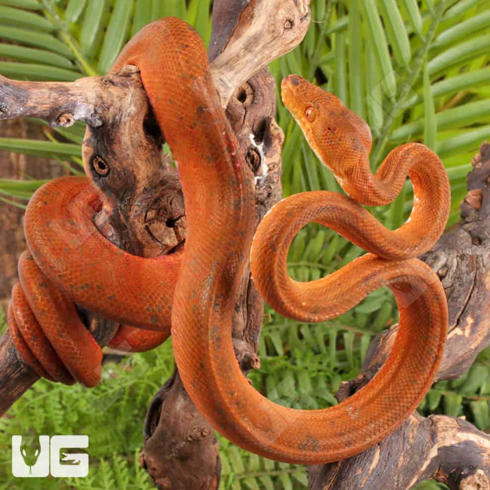 Colored Amazon Tree Boas For Sale - Underground Reptiles