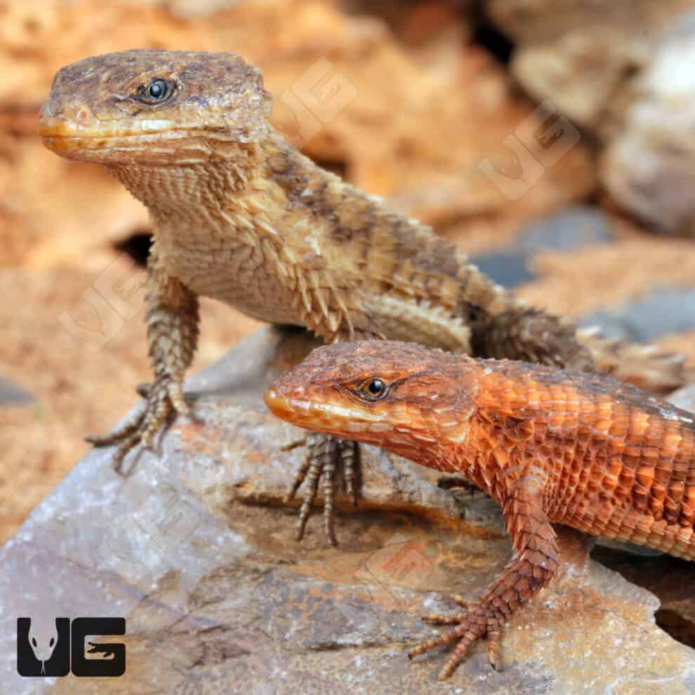 East African Armadillo Girdled Lizards (Cordylus Tropidosternum) For ...