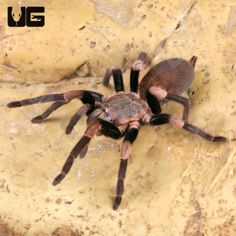 Female Himalayan Earth Tiger Tarantula (Haplocosmia himalayana) For ...