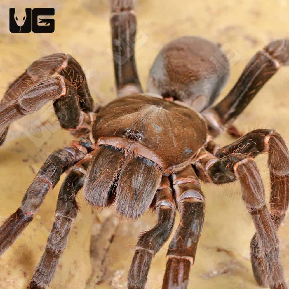 Tarantulas & Spiders Archives - Page 7 of 35 - Underground Reptiles