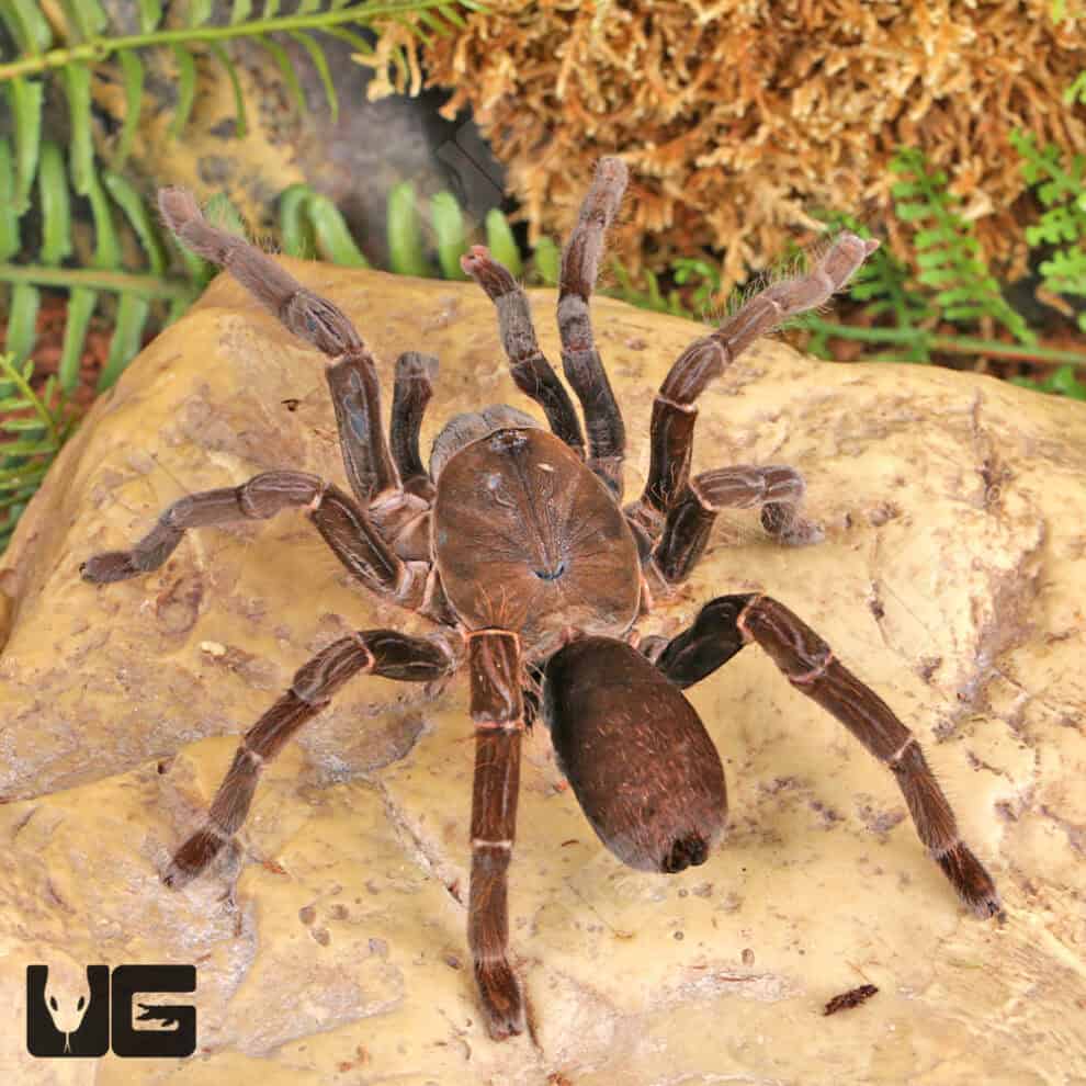 Nigerian Brown Baboon Tarantula (Hysterocrates laticeps) For Sale ...