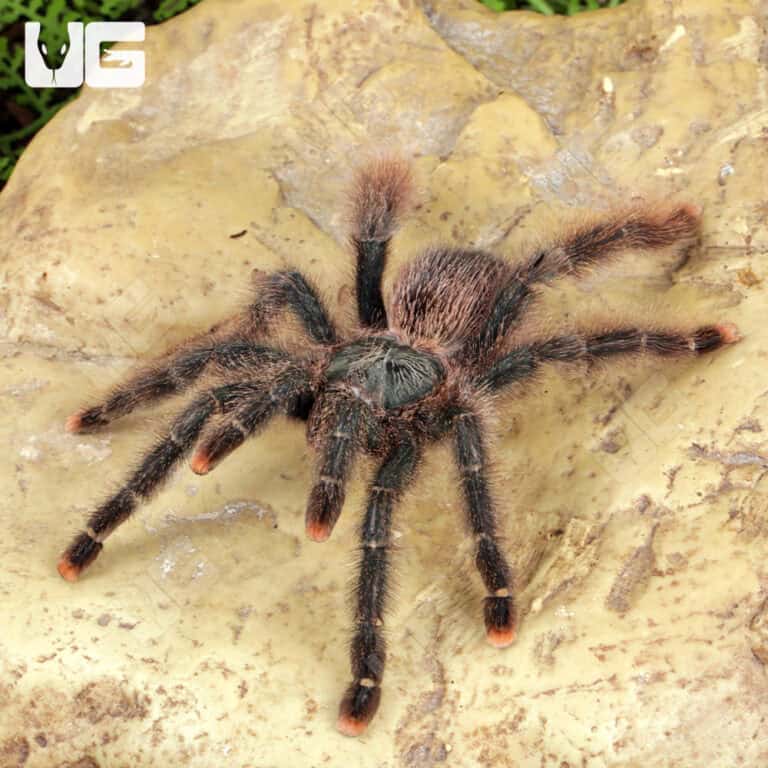 Goliath Pinktoe Tarantula (Avicularia braunshauseni) For Sale ...