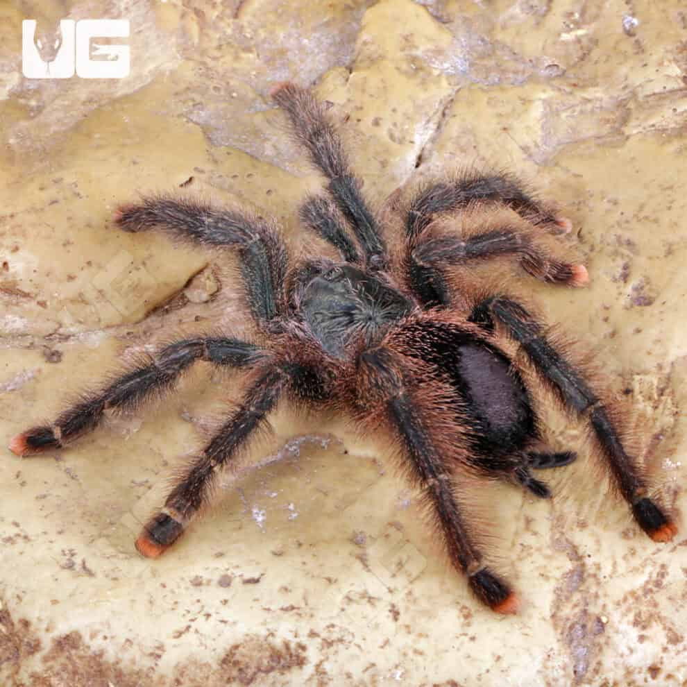 Goliath Pinktoe Tarantula (Avicularia braunshauseni) For Sale ...