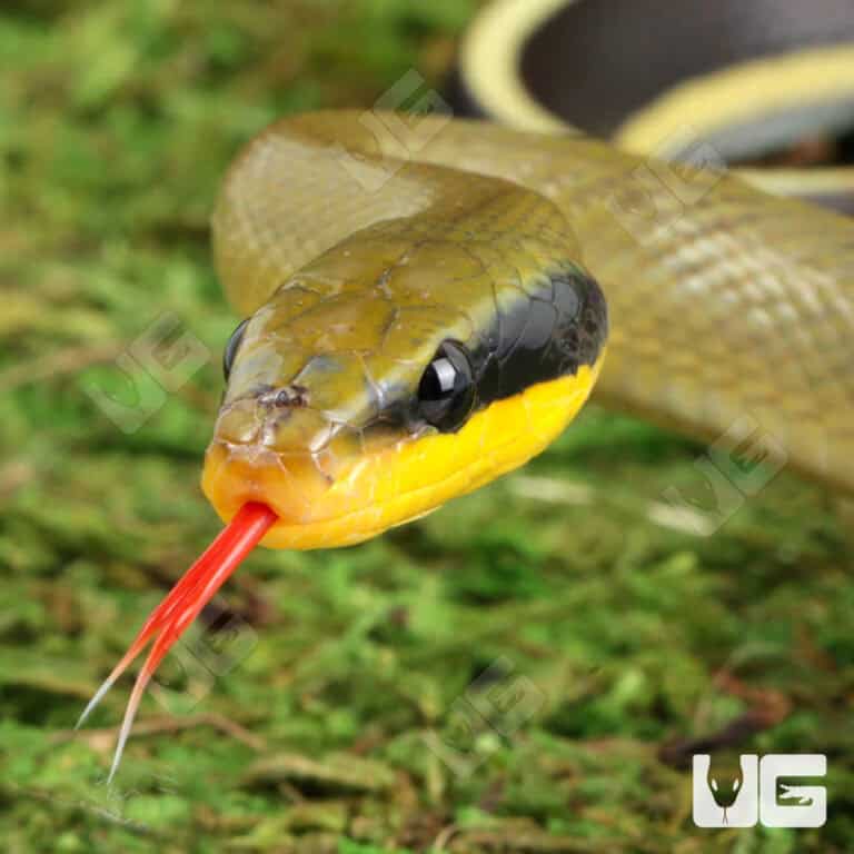 Cornsnakes & Ratsnakes For Sale - Underground Reptiles