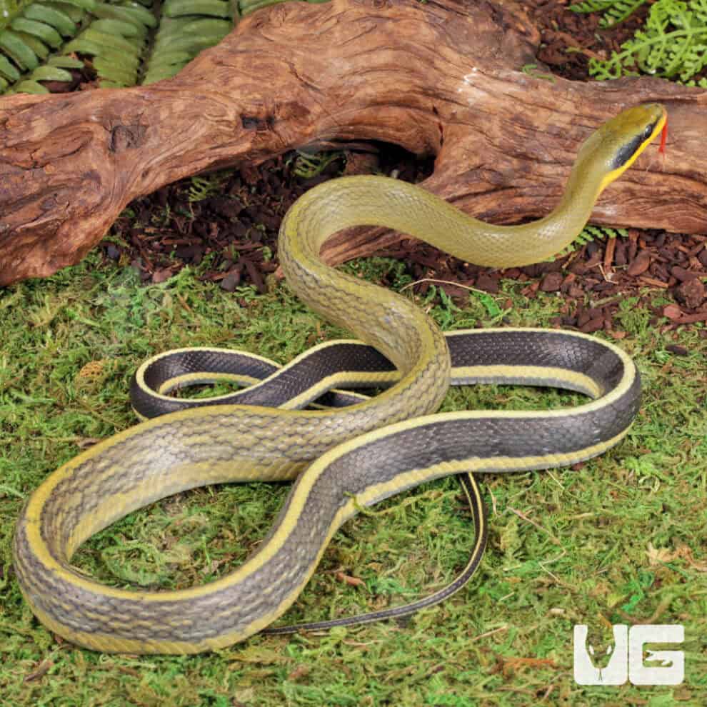 Grabowski's Cave Ratsnake For Sale - Underground Reptiles