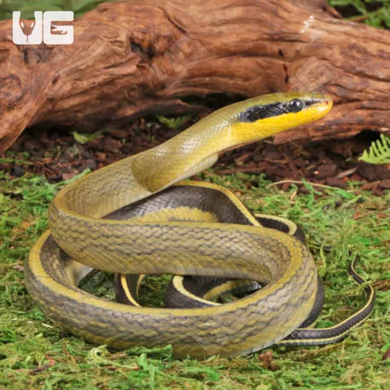 Grabowski's Cave Ratsnake For Sale - Underground Reptiles