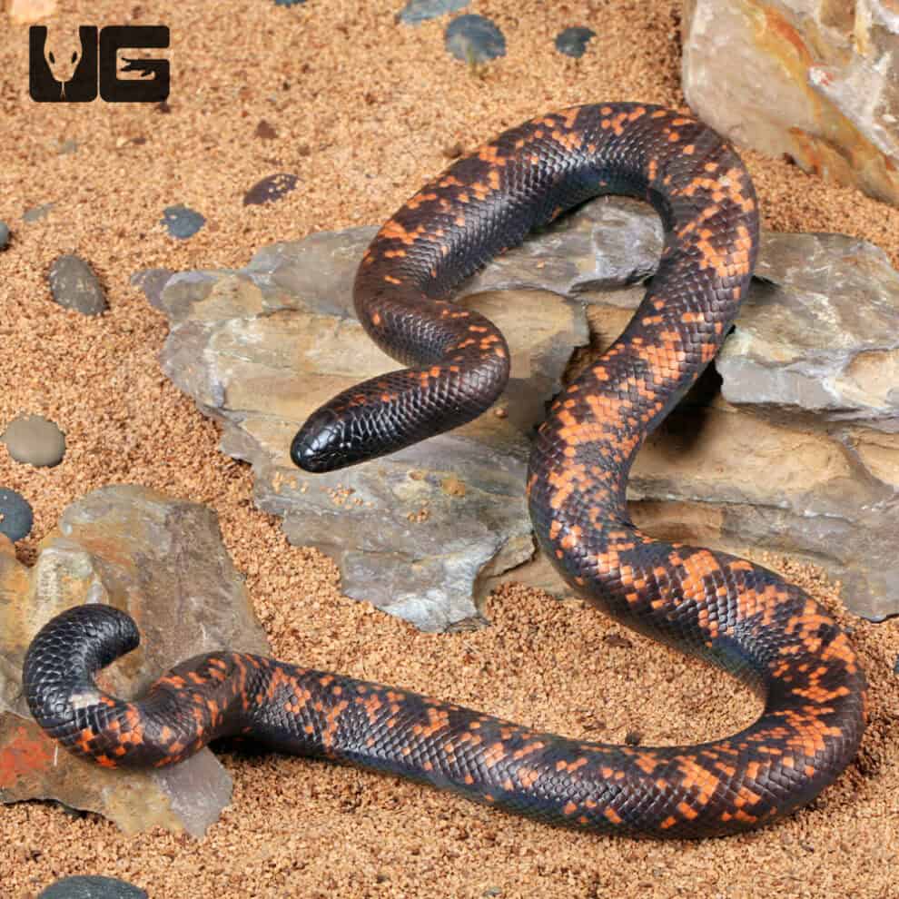 Juvenile Calabar Pythons For Sale - Underground Reptiles