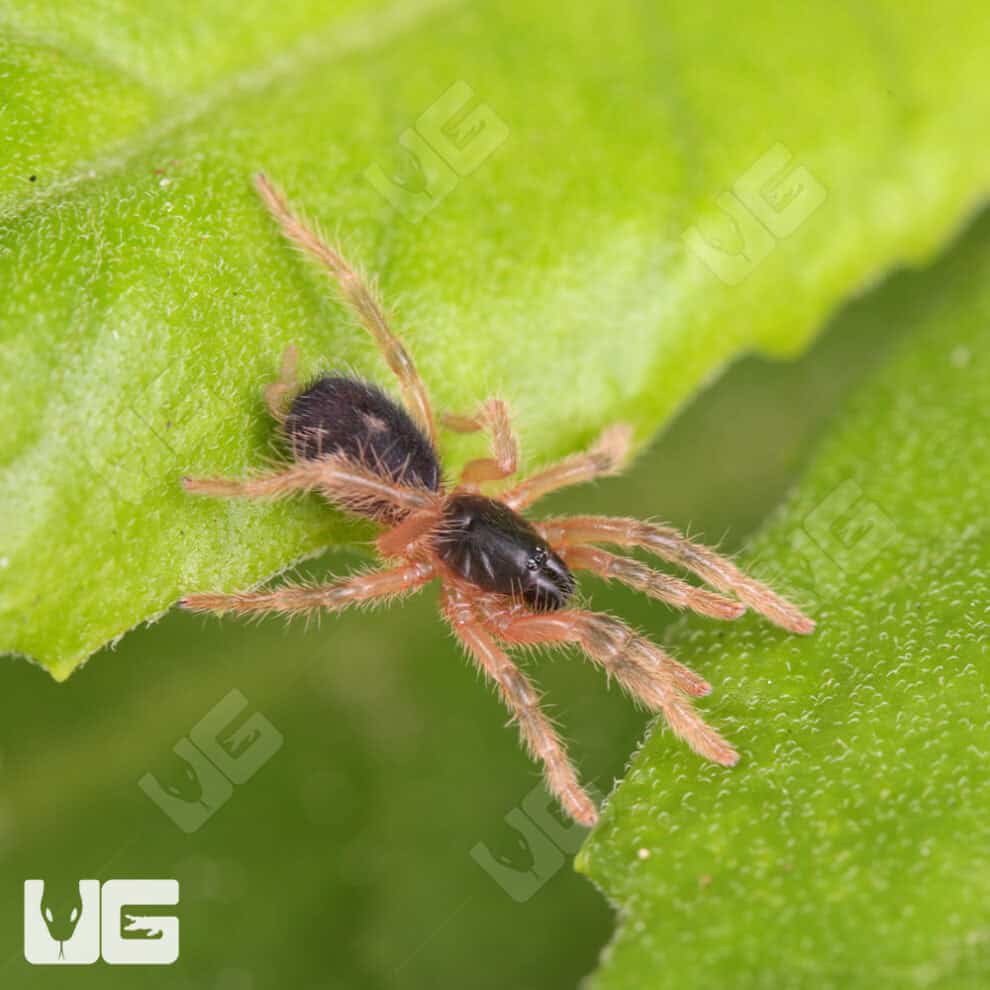 New Reptiles & Amphibians - Underground Reptiles