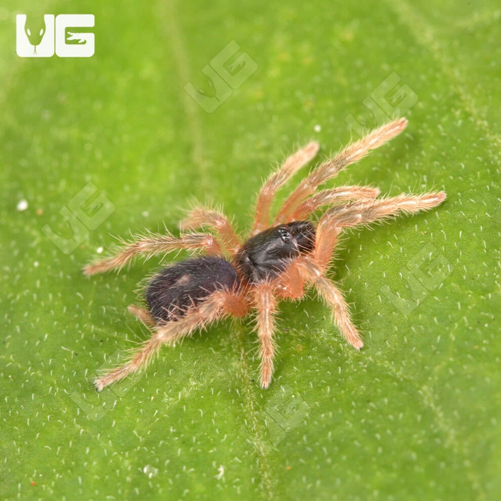 Lava Tarantula For Sale - Underground Reptiles