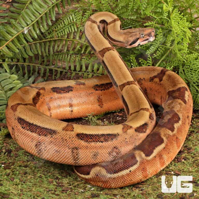 All Snakes For Sale - Underground Reptiles