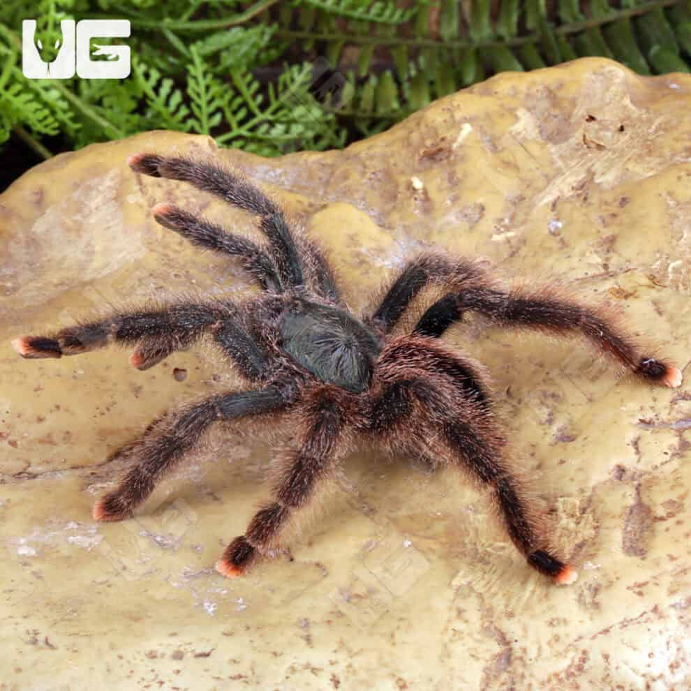 Metallic Pinktoe Tarantulas For Sale - Underground Reptiles