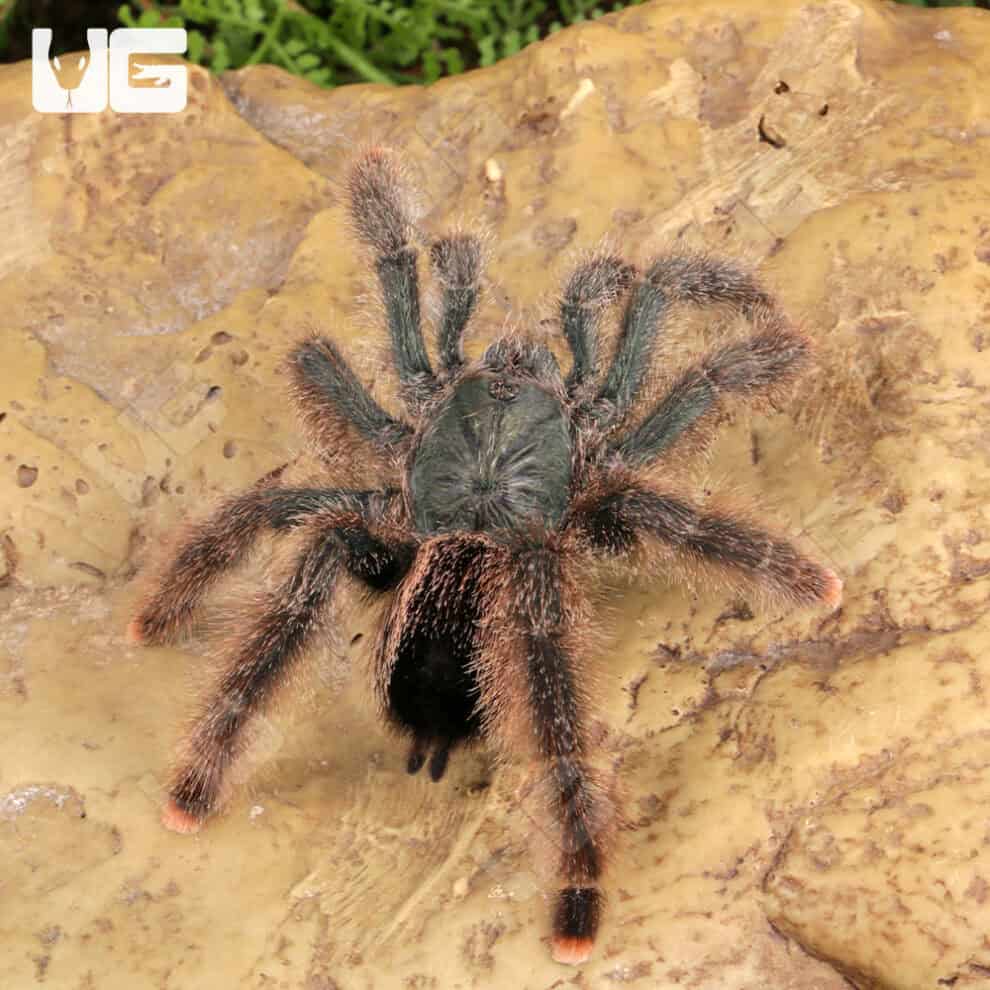 Metallic Pinktoe Tarantulas For Sale - Underground Reptiles