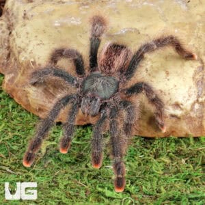 Metallic Pinktoe Tarantulas For Sale - Underground Reptiles