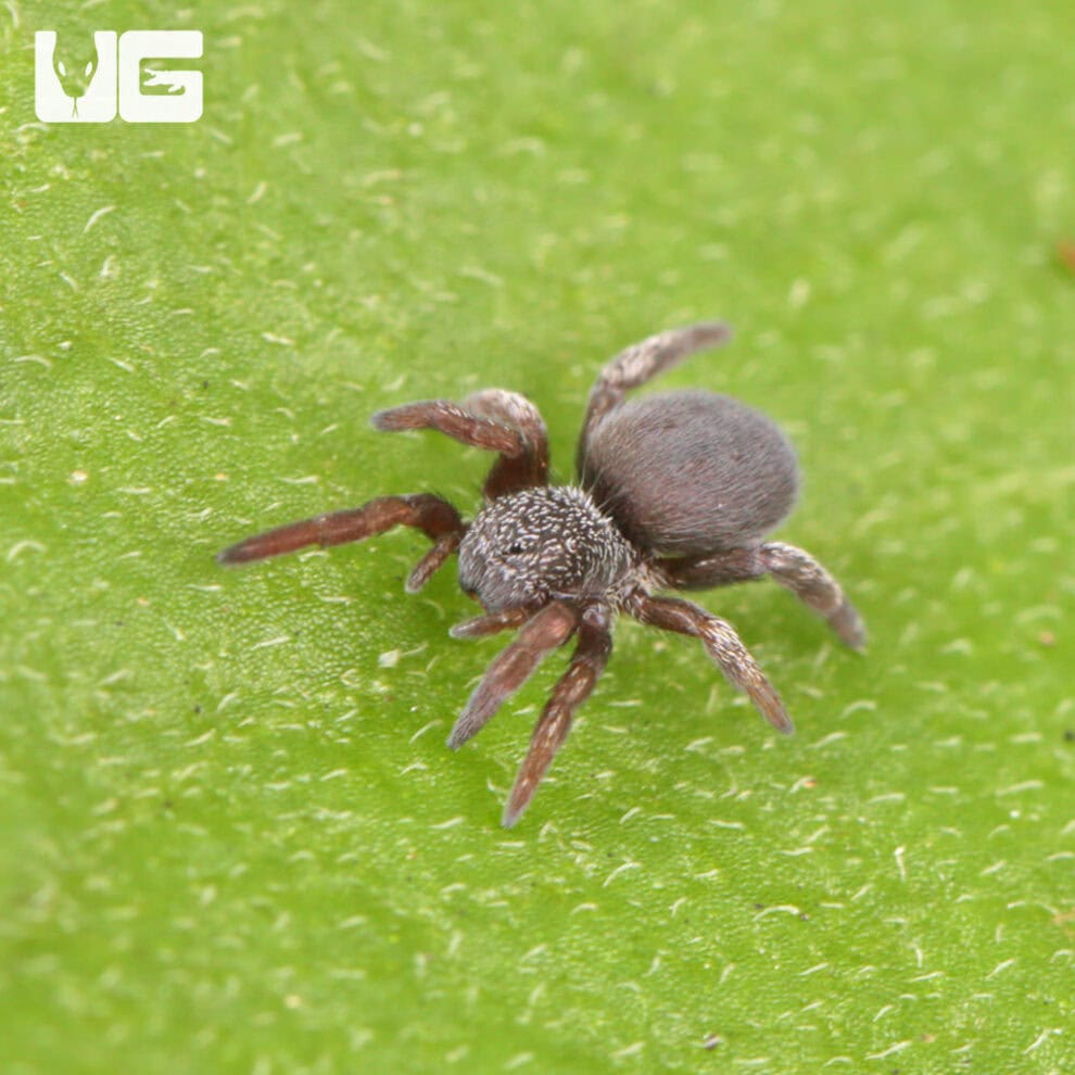 New Reptiles & Amphibians - Underground Reptiles