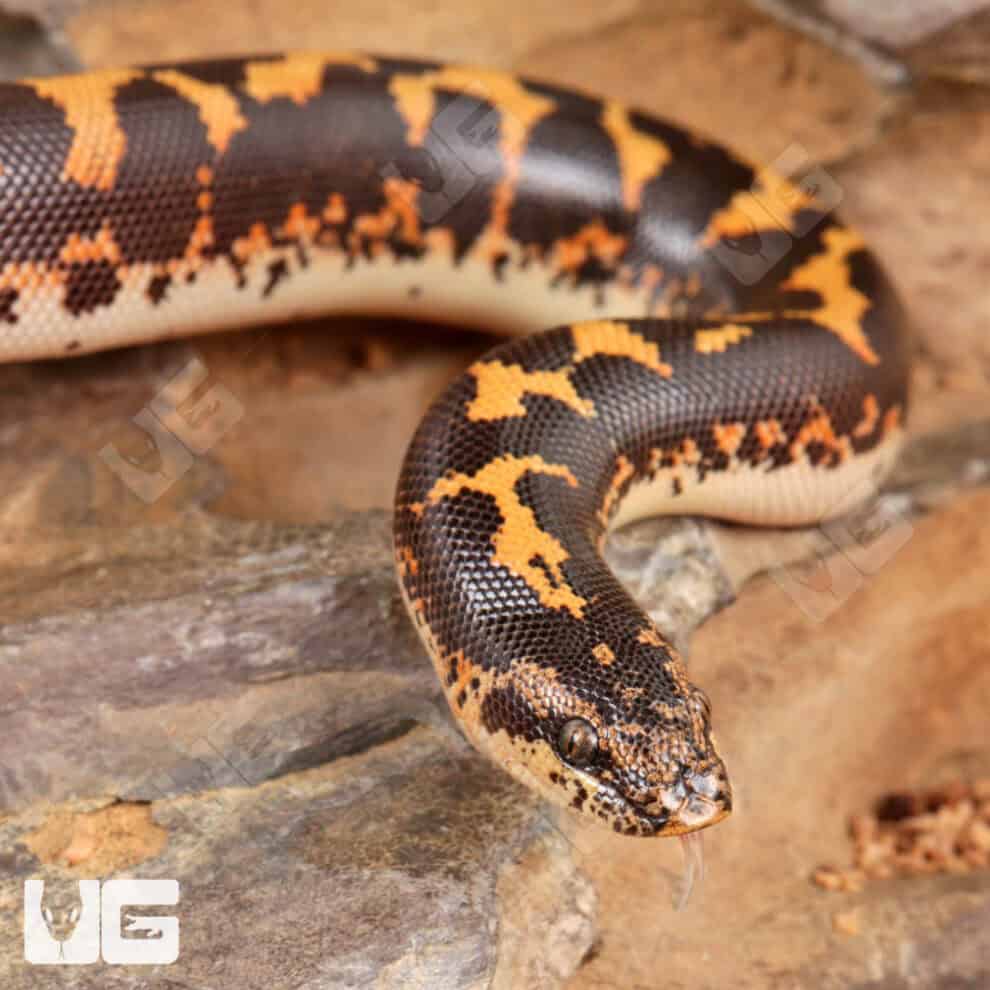 Paradox Snow Kenyan Sand Boa for sale - Underground Reptiles