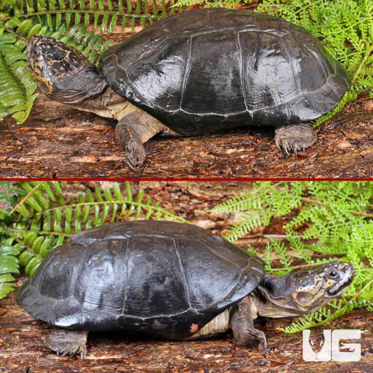 Auctions - Underground Reptiles