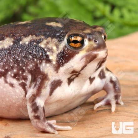Common Rain Frogs For Sale - Underground Reptiles