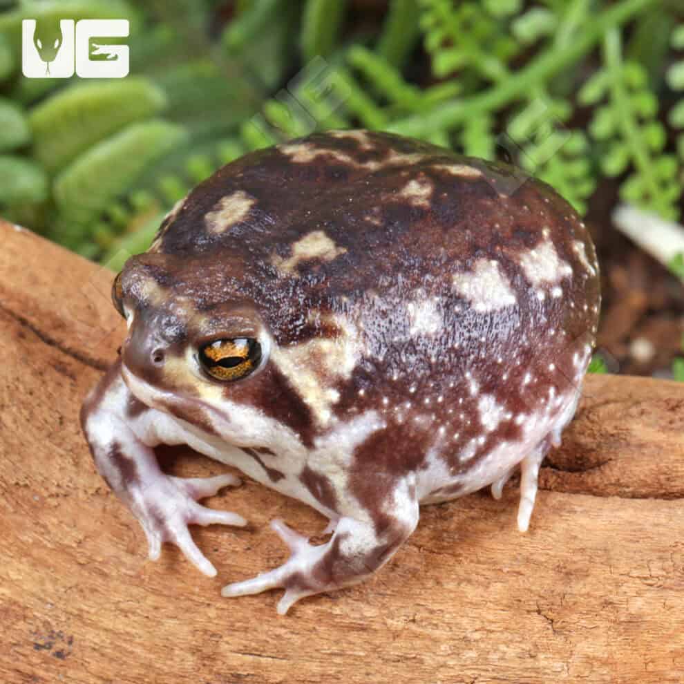 Common Rain Frogs For Sale Underground Reptiles