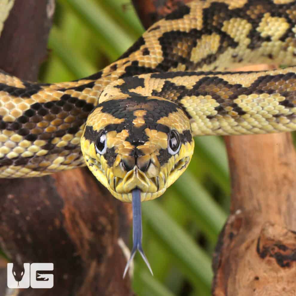 Carpet Pythons For Sale - Underground Reptiles