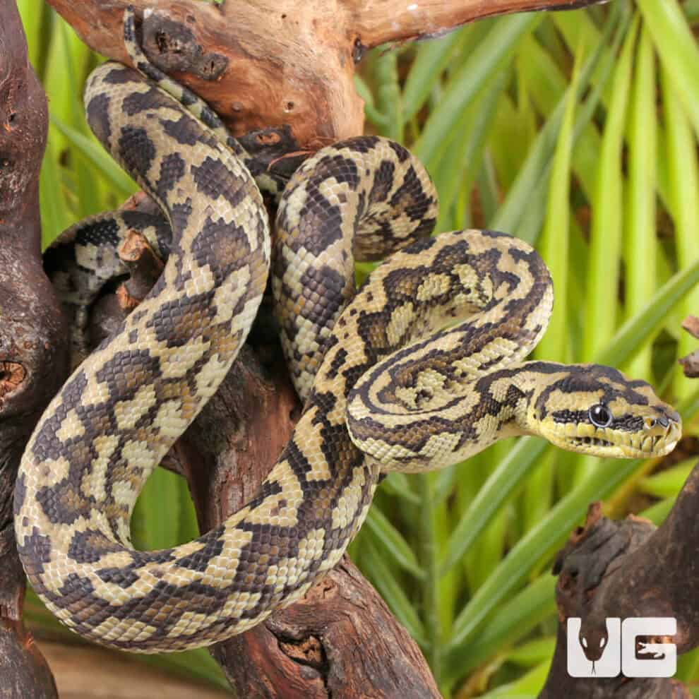 Carpet Pythons For Sale - Underground Reptiles