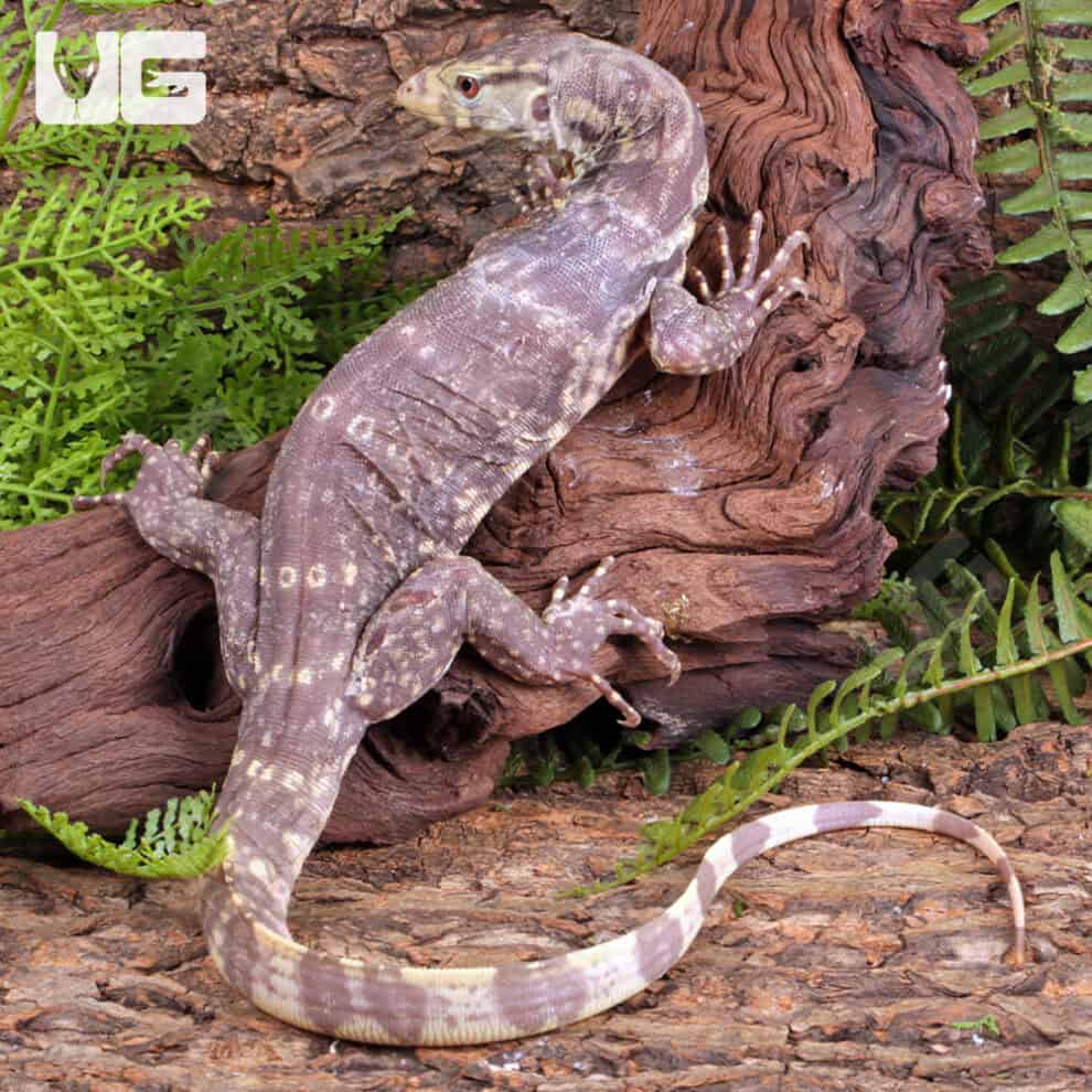 Baby Albino Asian Water Monitor T+ For Sale - Underground Reptiles