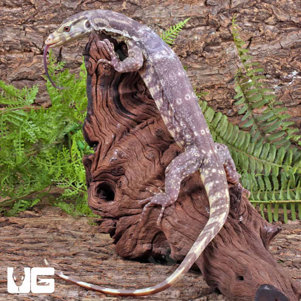 Baby Albino Asian Water Monitor T+ For Sale - Underground Reptiles