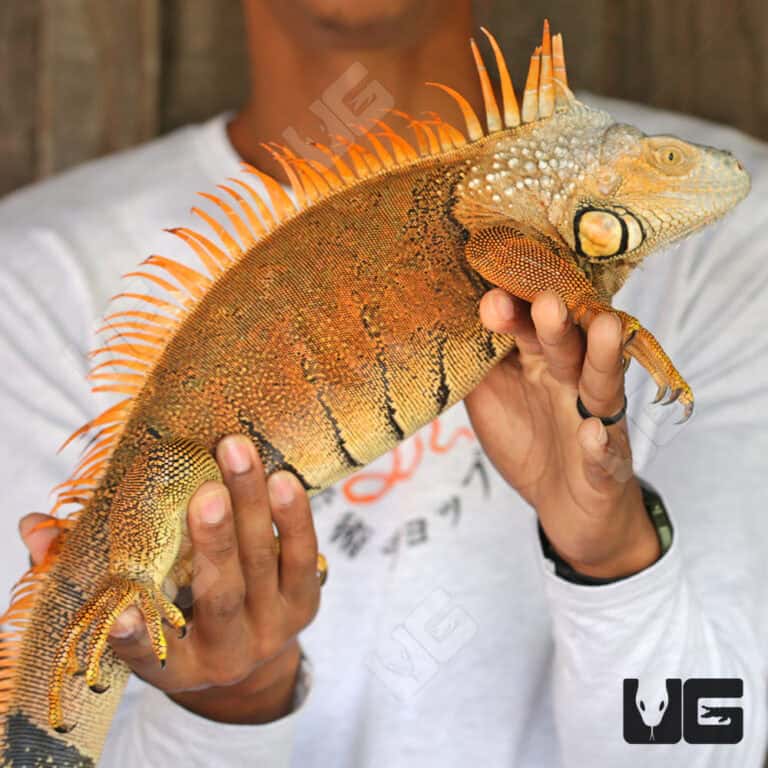 Iguanas For Sale - Red, Greens & Blues - Underground Reptiles