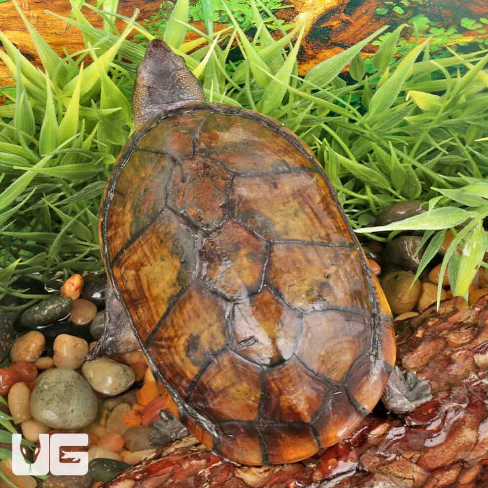 Turtles For Sale - Underground Reptiles