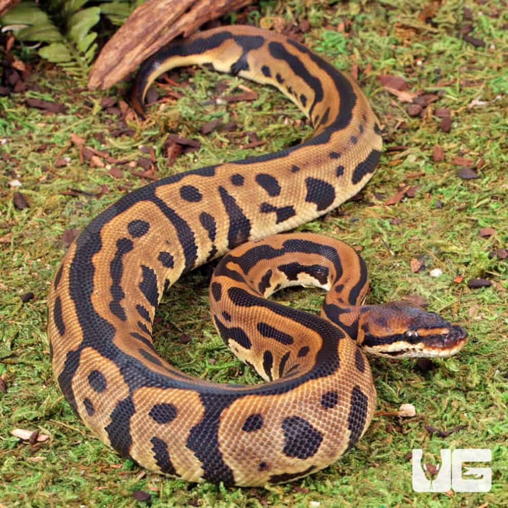 Yearling Male Leopard Blade Het Clown Ball Python For Sale ...