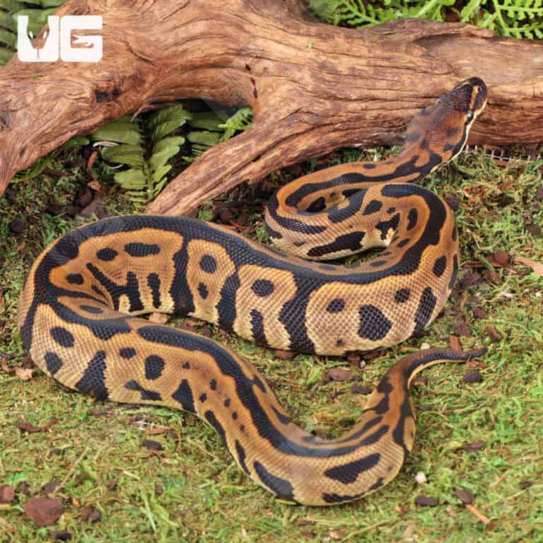 Snakes For Sale - Underground Reptiles