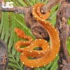 Yearling Biak Green Tree Python (Morelia viridis) For Sale ...