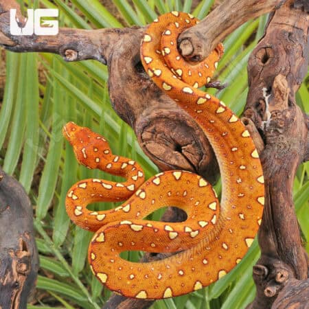 Yearling Biak Green Tree Python (Morelia viridis) For Sale ...