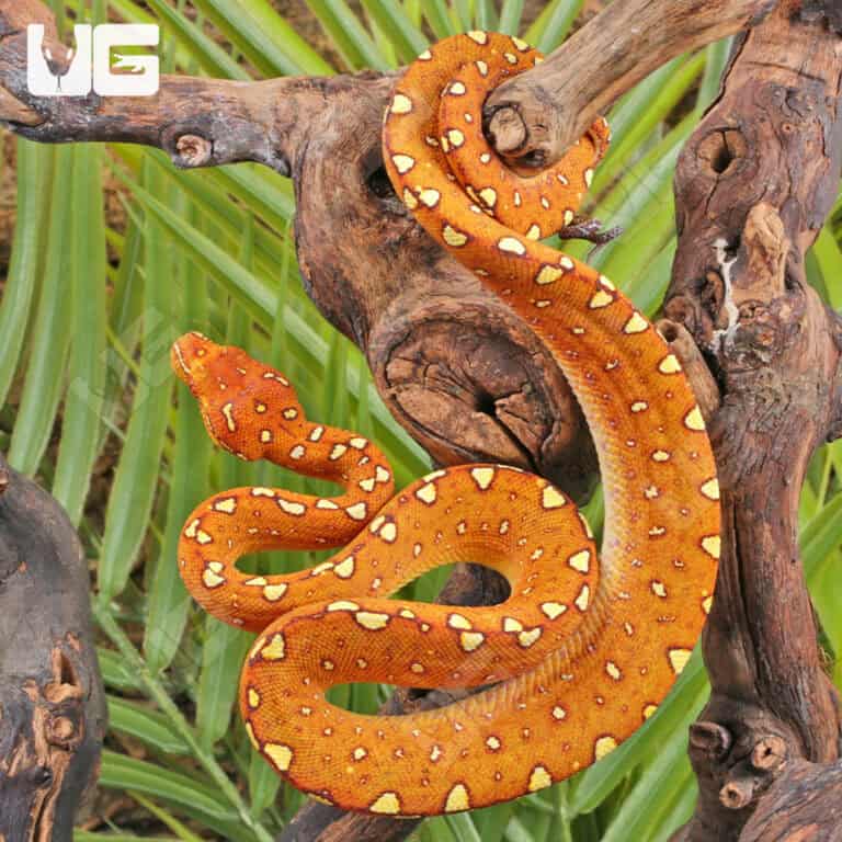 Yearling Biak Green Tree Python (Morelia viridis) For Sale ...