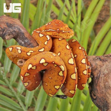 Green Tree Pythons For Sale - Underground Reptiles