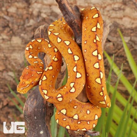 Yearling Biak Green Tree Python (Morelia viridis) For Sale ...