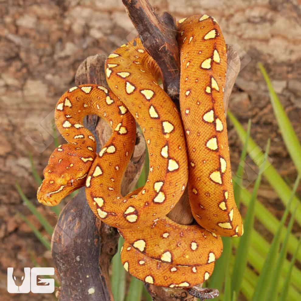 Yearling Biak Green Tree Python (Morelia viridis) For Sale ...