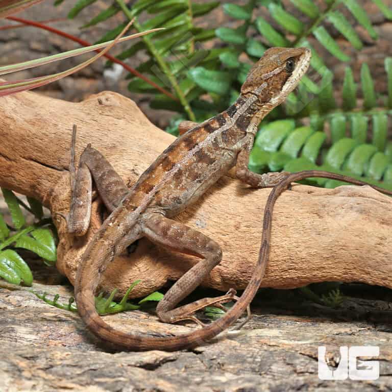 Baby Brown Basilisks For Sale - Underground Reptiles