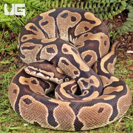 Adult Female Het Albino Pied Ball Python For Sale - Underground Reptiles