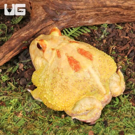 Adult Pikachu Pacman Frogs for sale - Underground Reptiles