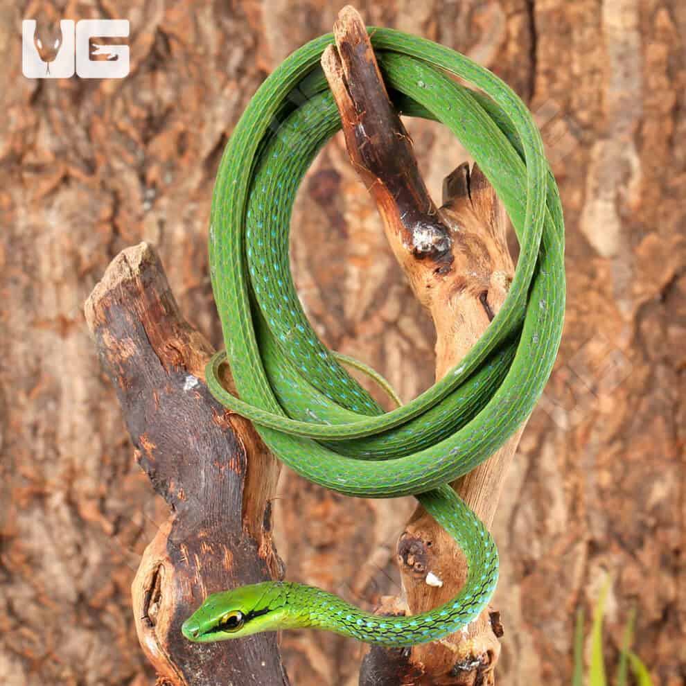 African Emerald Tree Snakes For Sale - Underground Reptiles