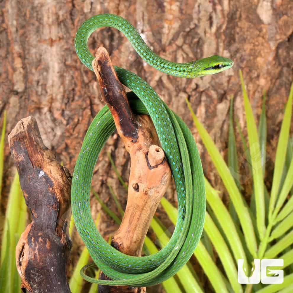 African Emerald Tree Snakes For Sale - Underground Reptiles