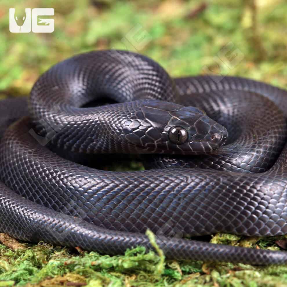 New Reptiles & Amphibians - Underground Reptiles