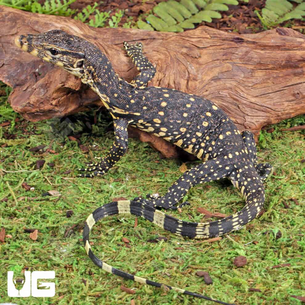 Baby Red Ackie Monitor - Underground Reptiles
