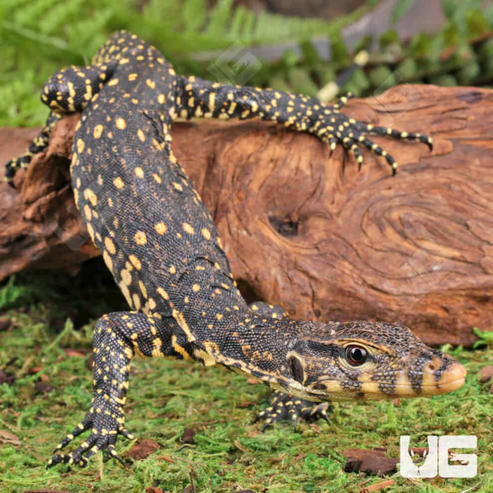 Baby Asian Water Monitors For Sale - Underground Reptiles