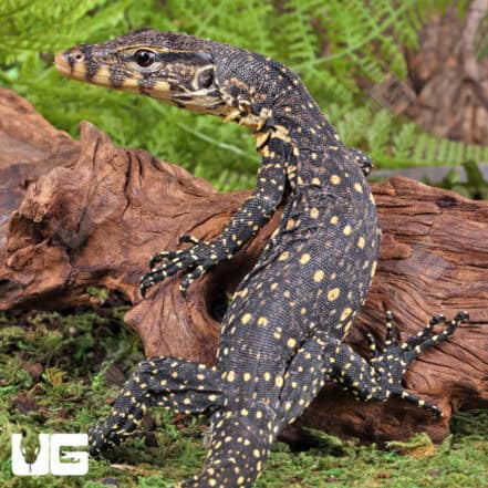 Baby Asian Water Monitors For Sale - Underground Reptiles