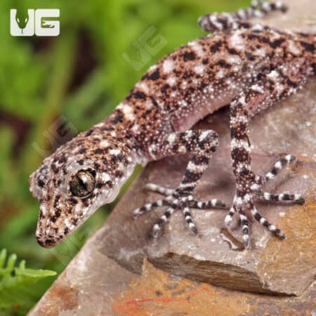 Baby Australian Leaf-Tailed Geckos (Phyllurus platurus) For Sale ...